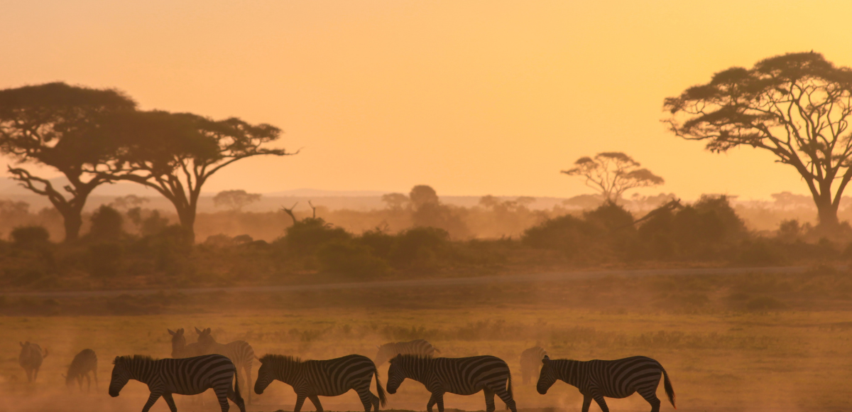 Kenya | Key Insights from the Q1 2024 Joint Market Monitoring Initiative (JMMI) Report | Impact